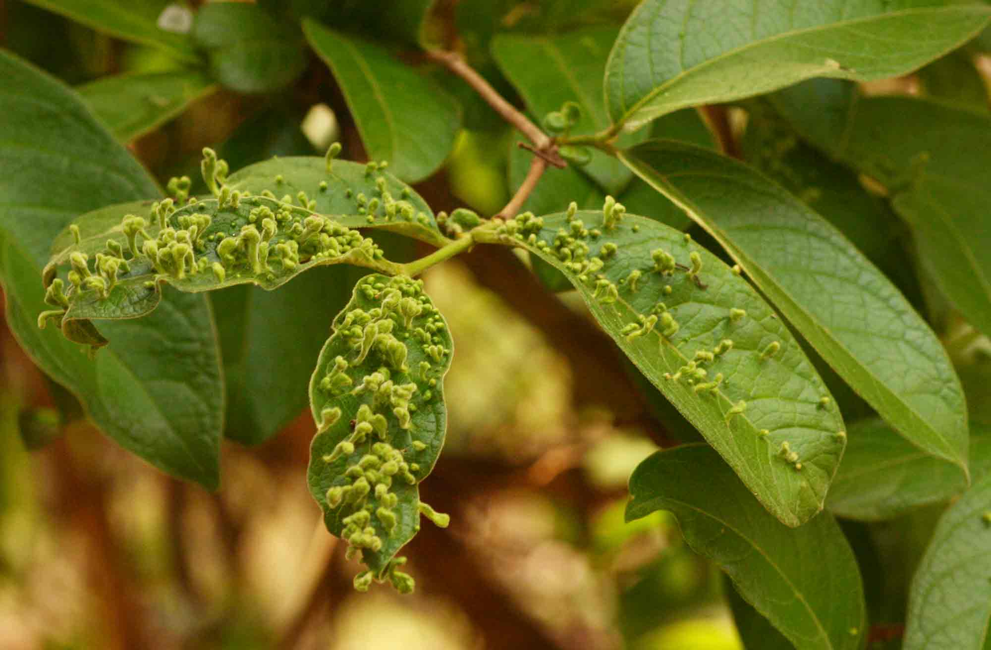 Flora of Mozambique: Species information: individual images: Vangueria ...