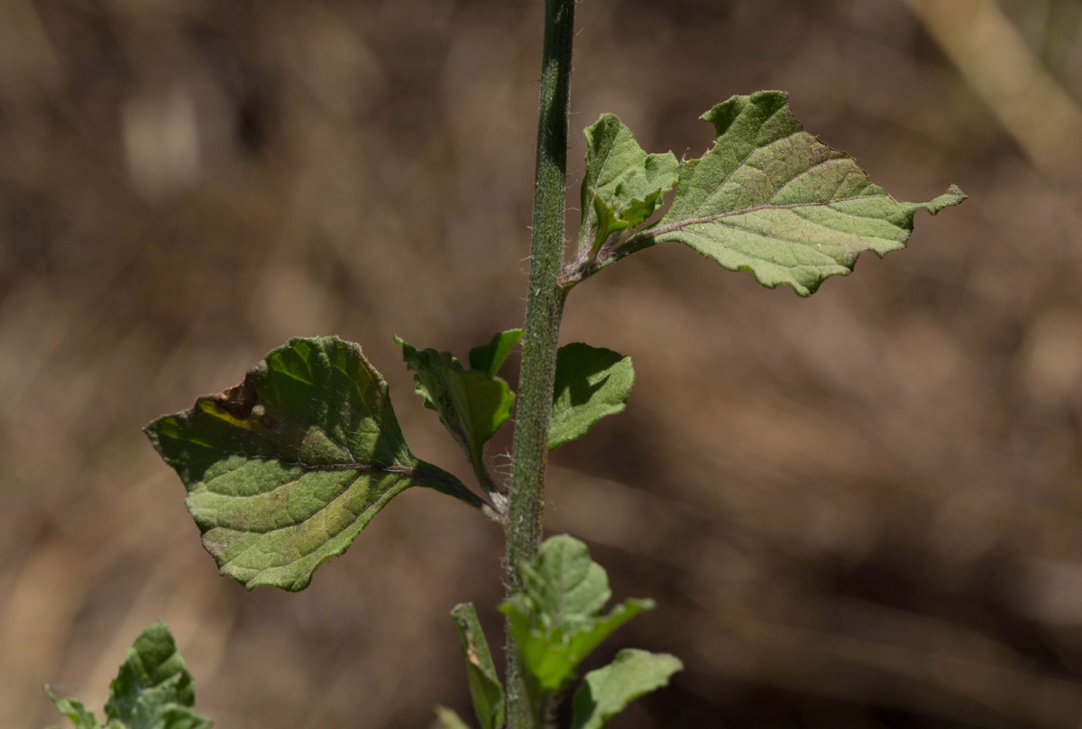 Vernonia Cinerea Leaf