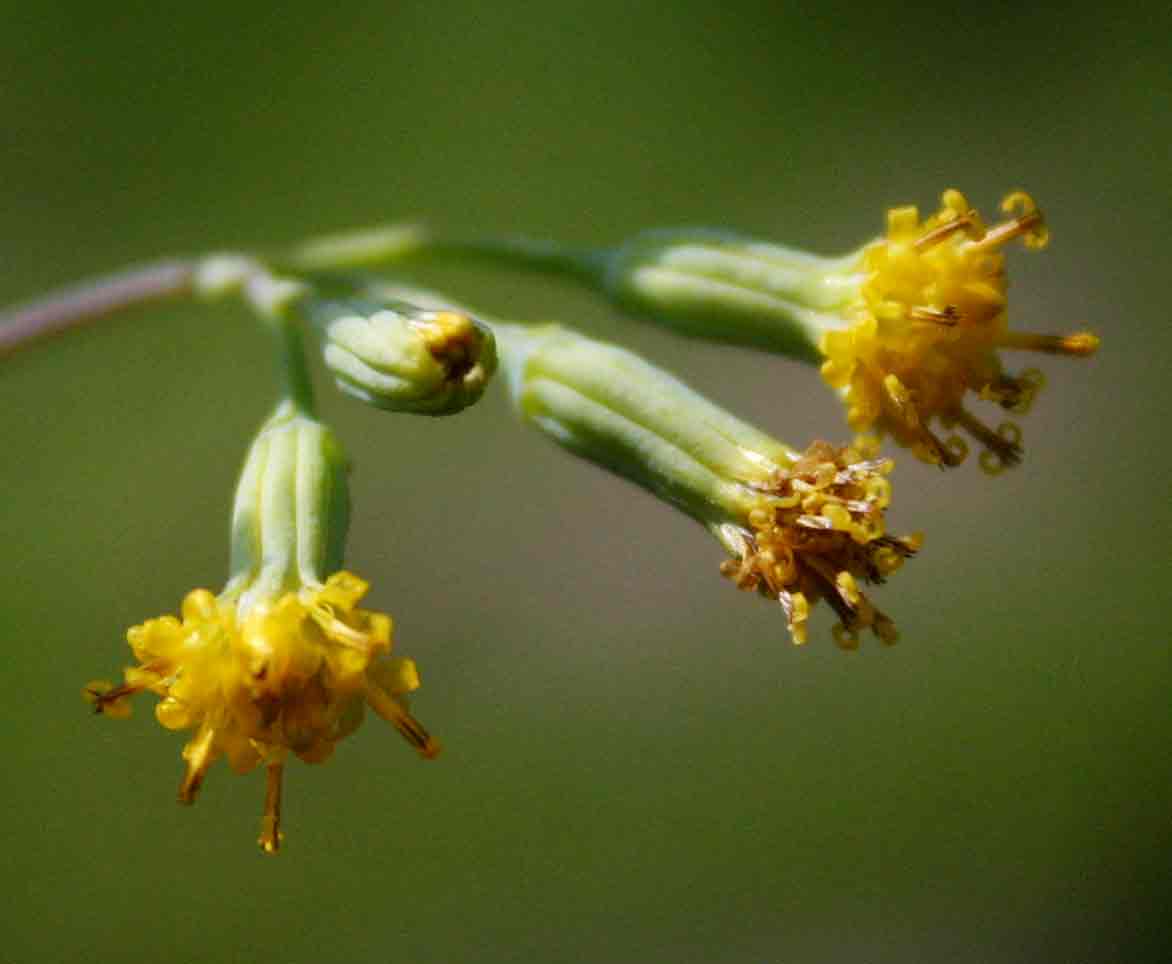 Flora Of Mozambique Species Information Individual Images Senecio