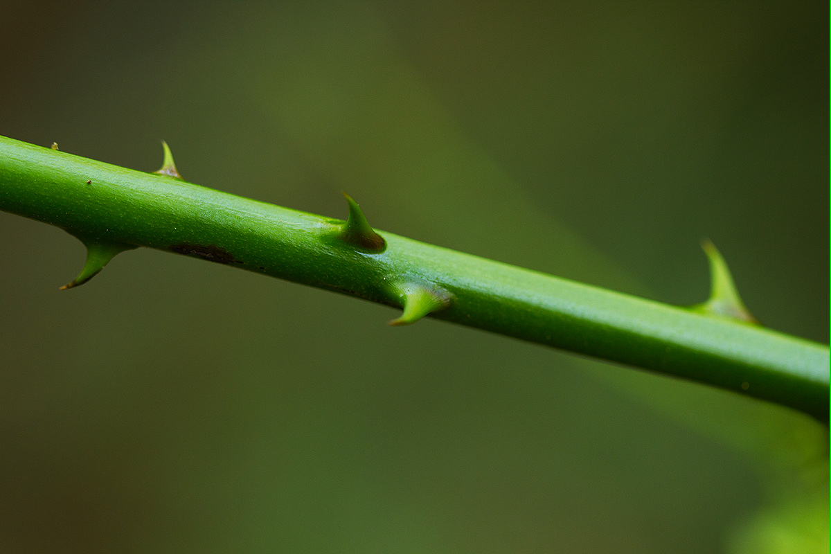 Flora of Zambia: Species information: individual images: Mezoneuron ...