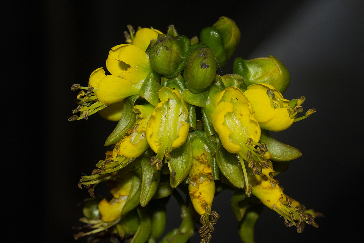 Flora of Zambia: Species information: individual images: Mezoneuron ...