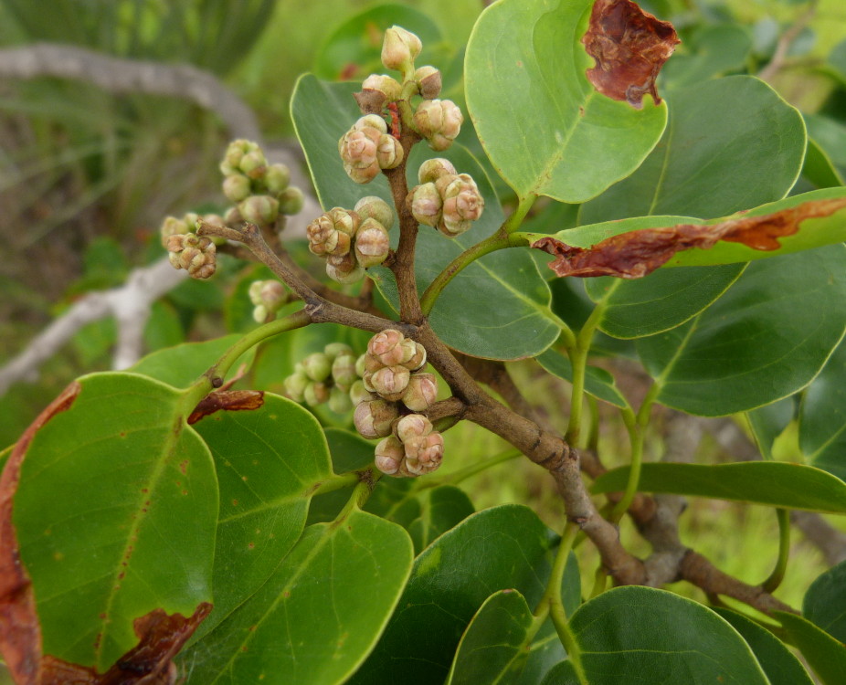 Flora of Mozambique: Species information: individual images: Hymenaea ...