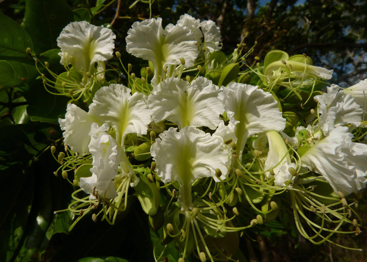 Flora of Mozambique: Species information: individual images: Berlinia ...