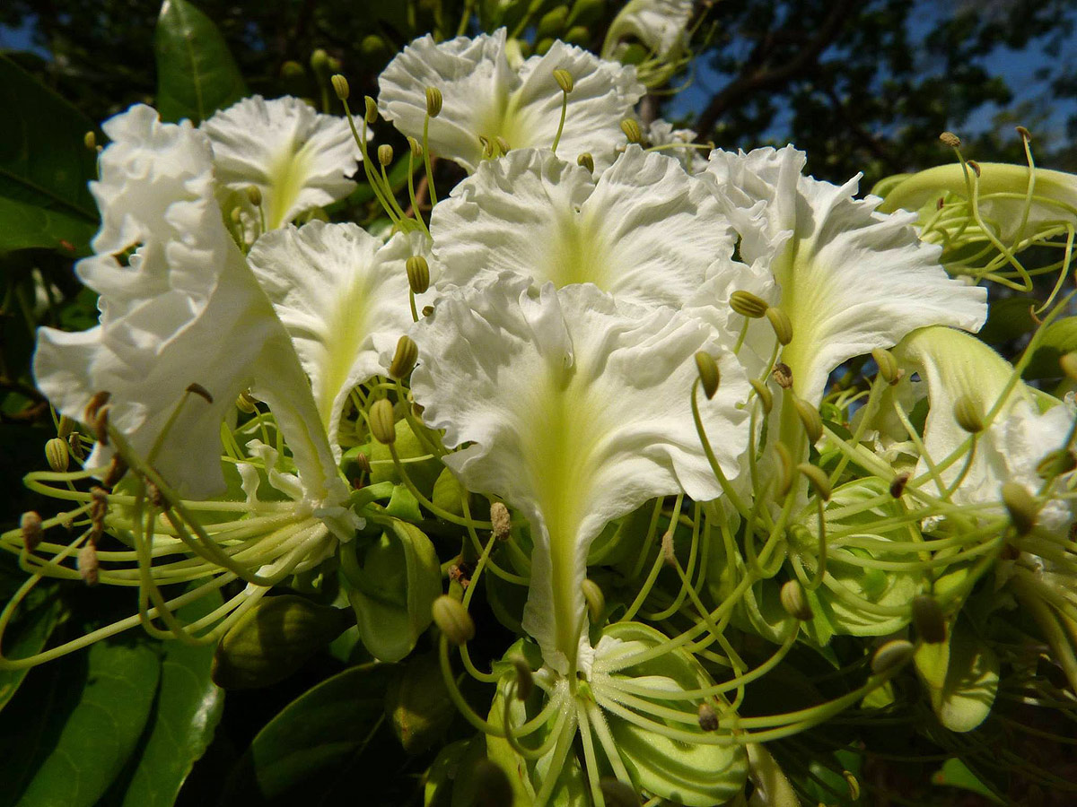 Flora of Mozambique: Species information: individual images: Berlinia ...