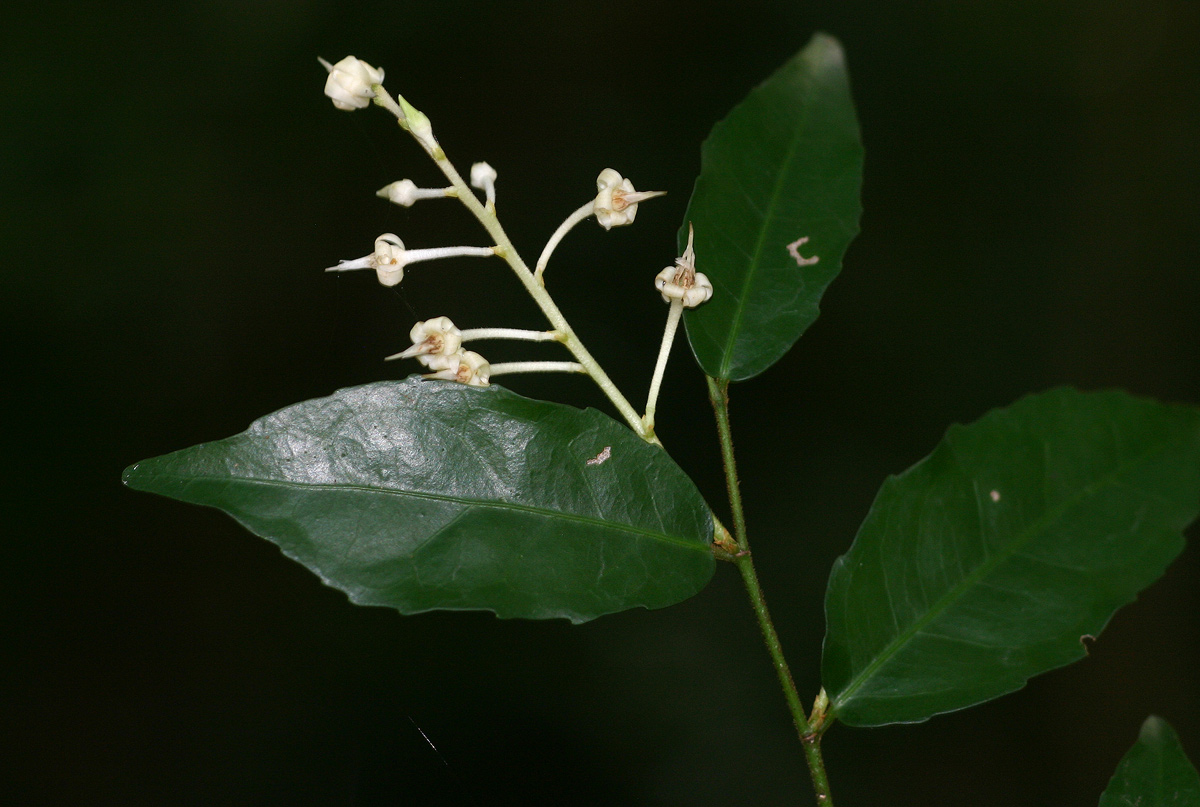 Flora of Mozambique: Individual record no: 19077: Rinorea angustifolia