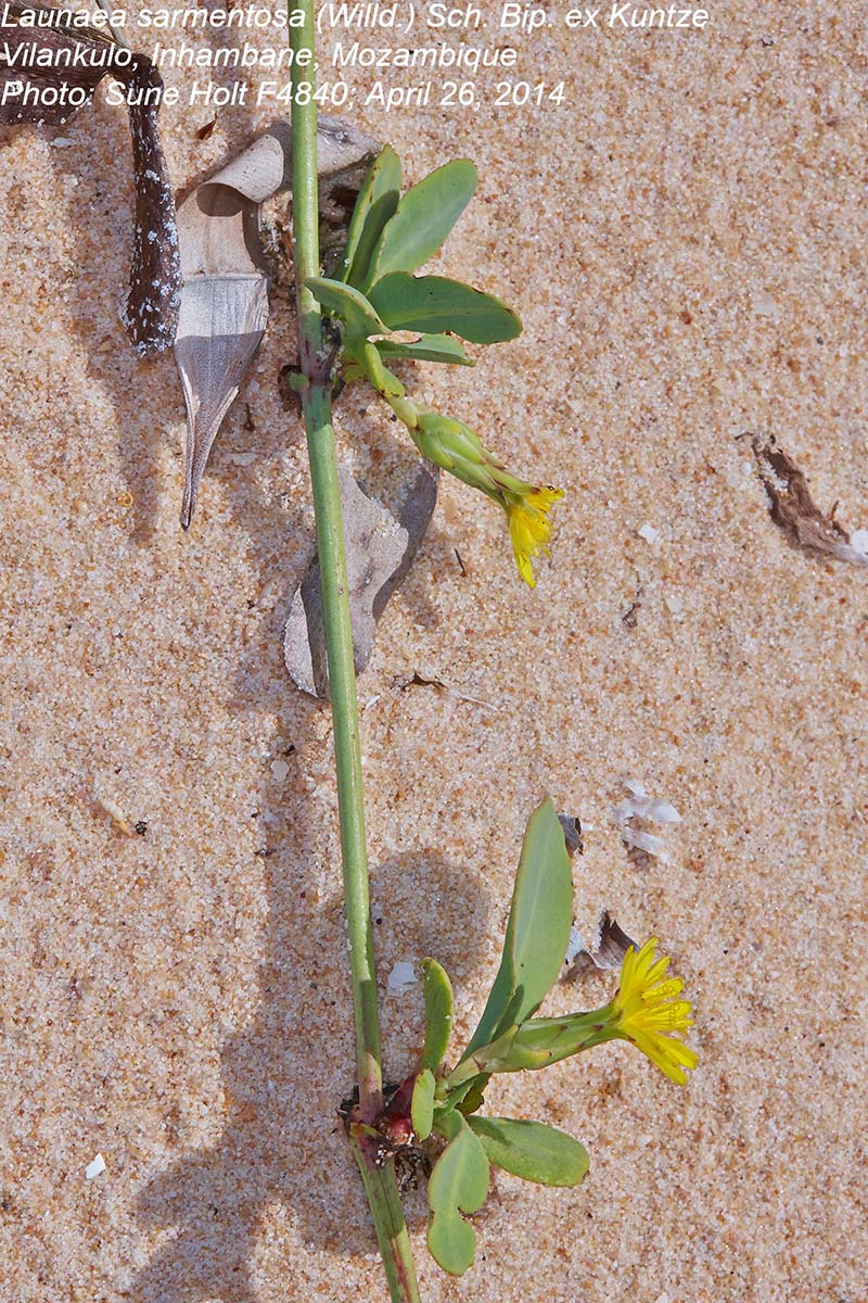 Flora of Mozambique: Species information: individual images: Launaea ...