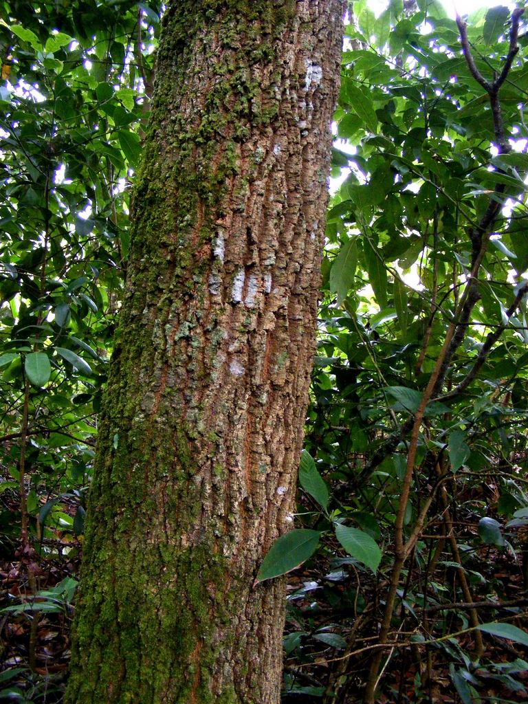 Flora of Mozambique: Species information: individual images: Parinari ...