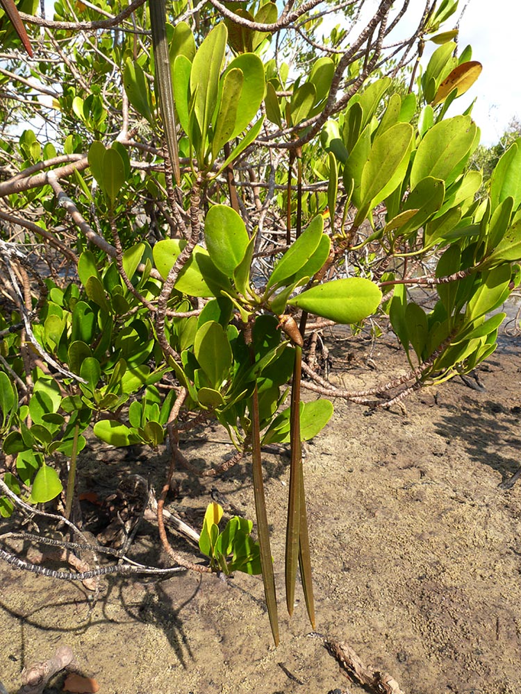 Flora of Mozambique: Species information: individual images: Ceriops tagal