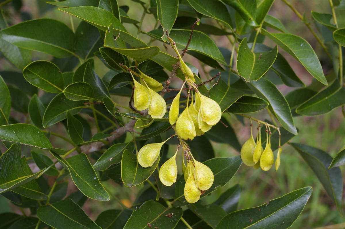 Flora of Mozambique: Cultivated species information - individual images ...