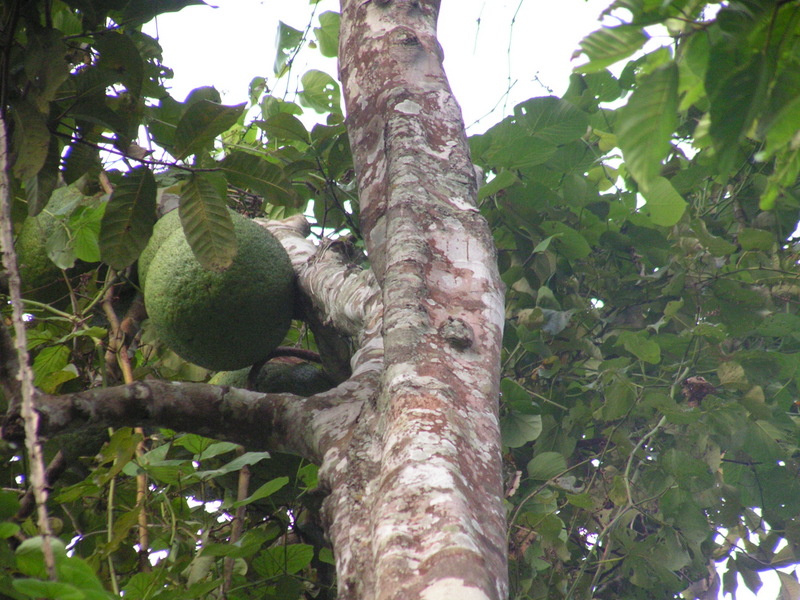 Flora of Mozambique: Species information: individual images: Treculia ...