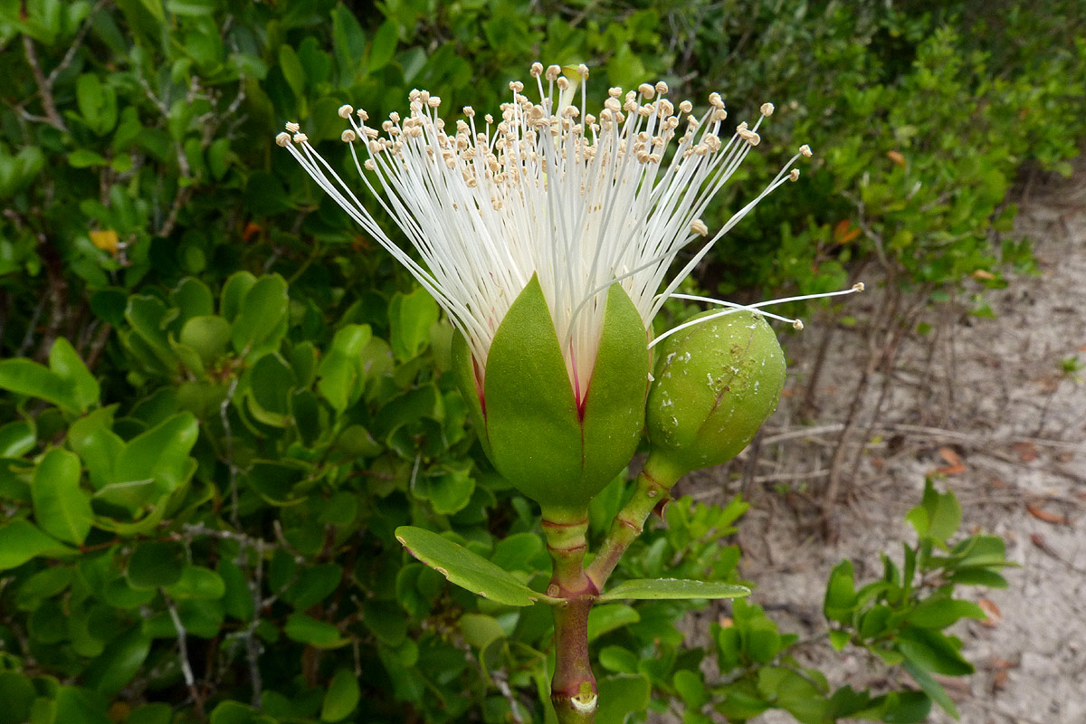 Flora of Mozambique: Species information: individual images: Sonneratia ...