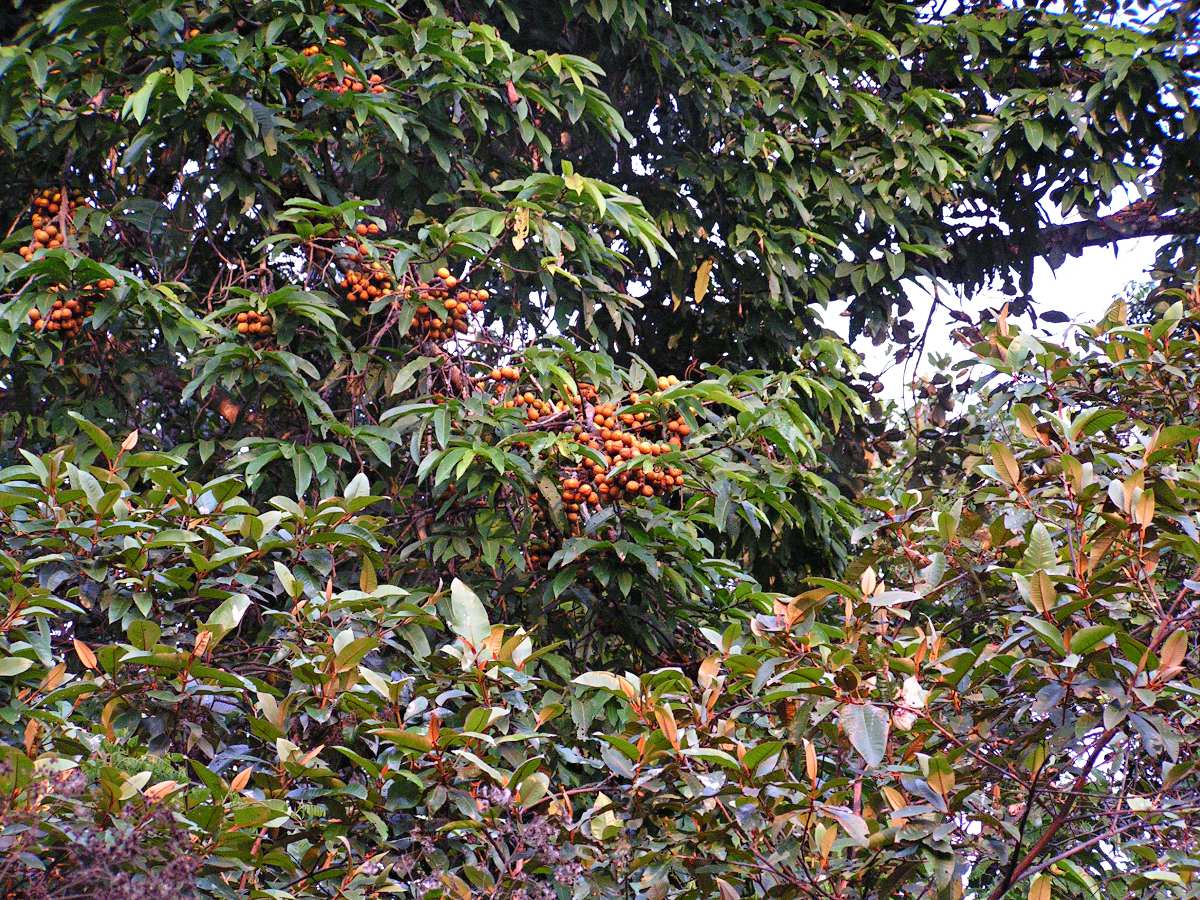 Flora of Zambia: Species information: individual images: Pycnanthus ...