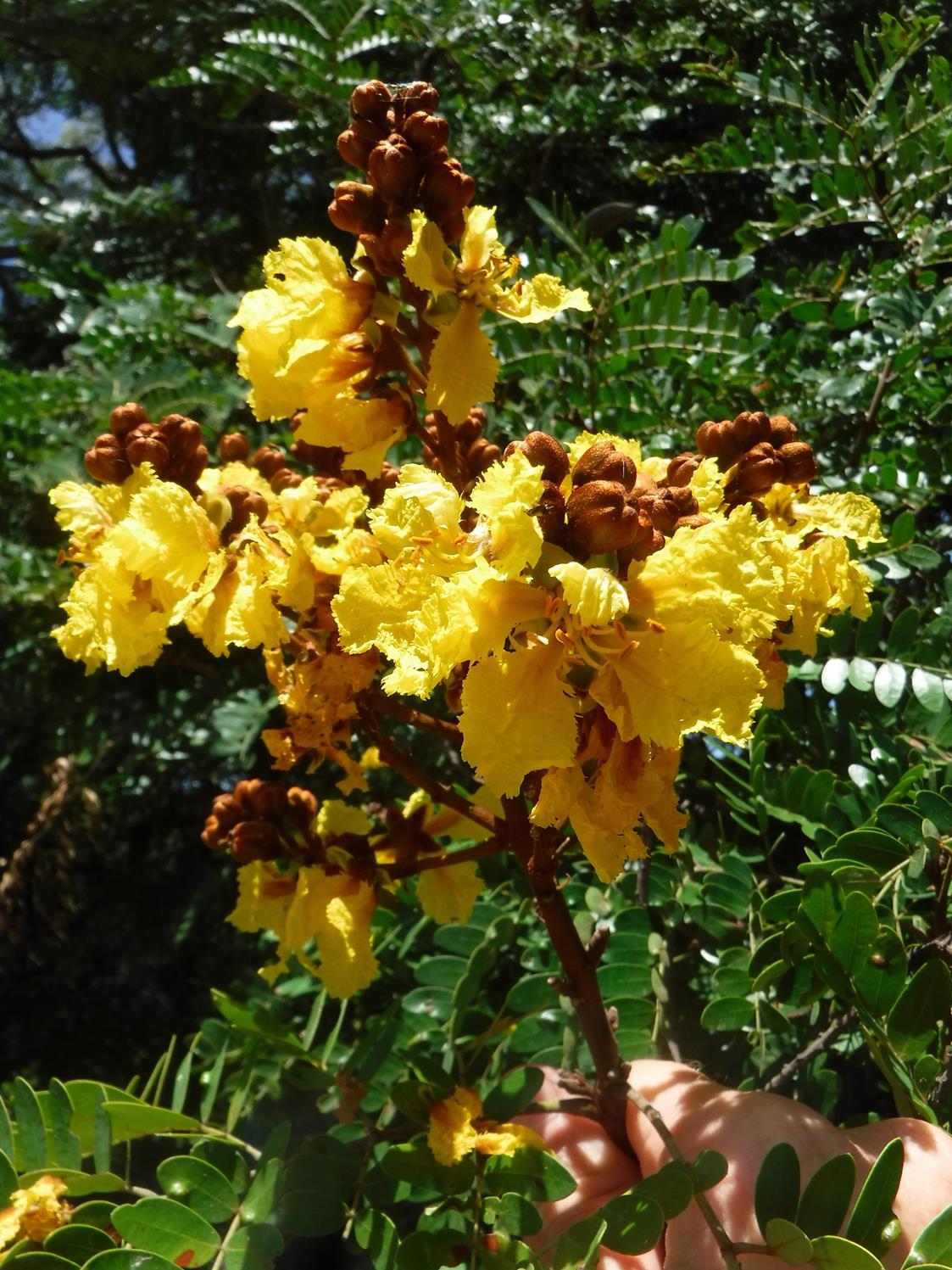 Flora of Zambia: Species information: individual images: Bussea massaiensis