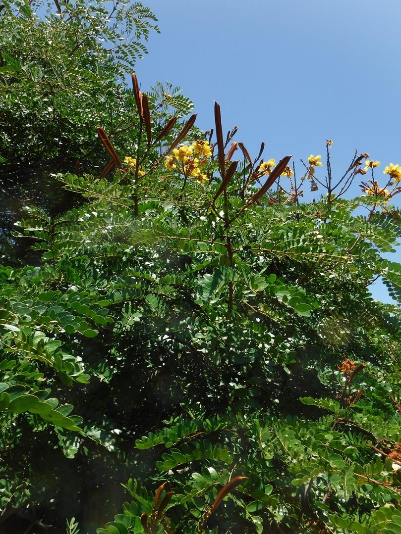 Flora of Zambia: Species information: individual images: Bussea massaiensis