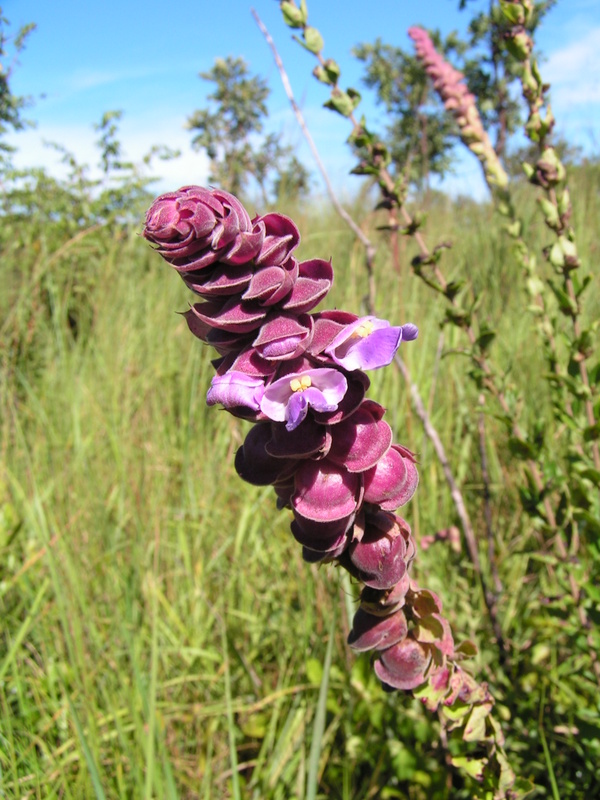 Flora of Zambia: Species information: individual images: Tinnea ...