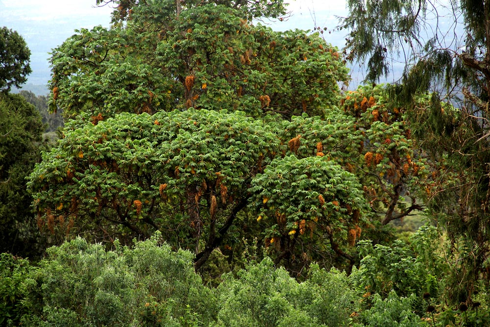 Flora of Zambia: Species information: individual images: Hagenia abyssinica
