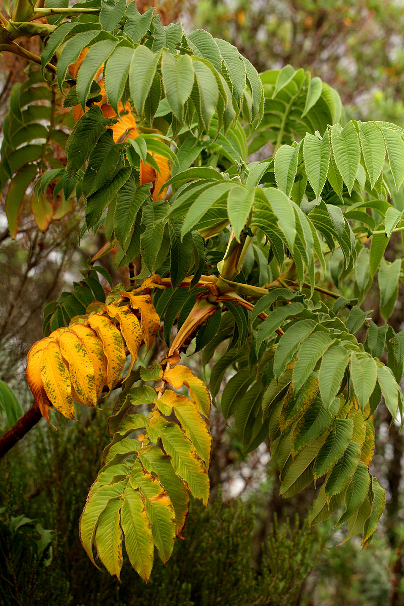 Flora of Zambia: Species information: individual images: Hagenia abyssinica