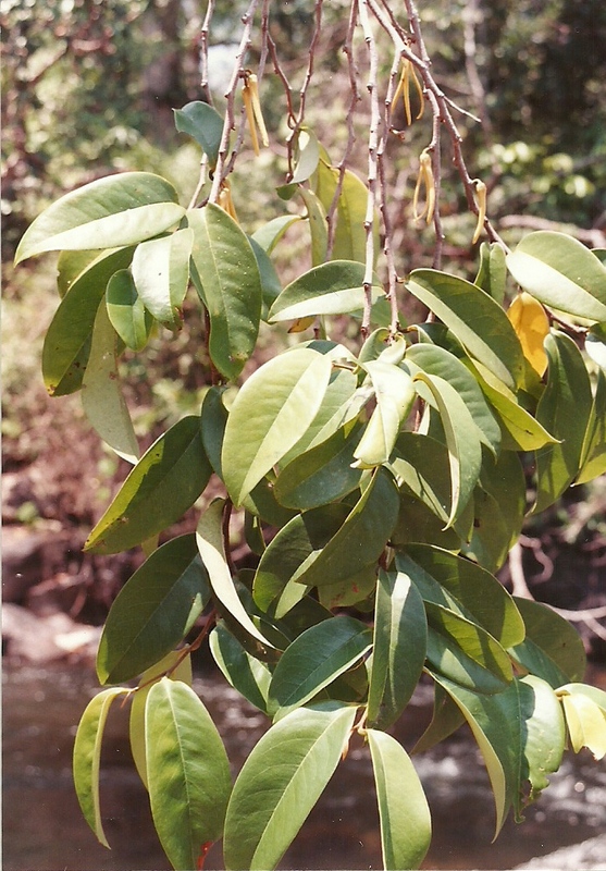 Flora of Mozambique: Species information: individual images: Xylopia ...