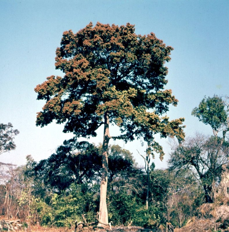 Flora of Zambia: Species information: individual images: Marquesia ...