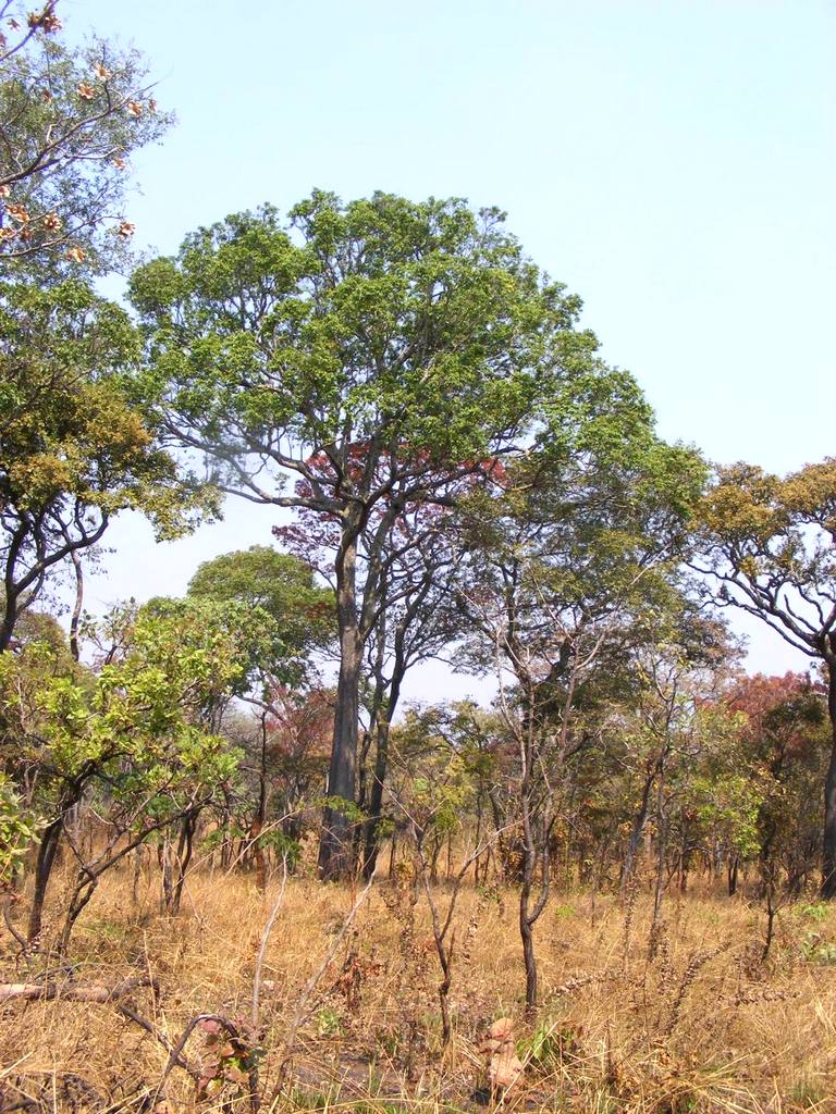 Flora of Zambia: Species information: individual images: Marquesia macroura