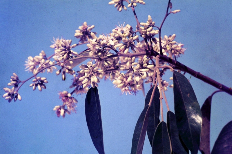 Flora of Zambia: Species information: individual images: Marquesia macroura
