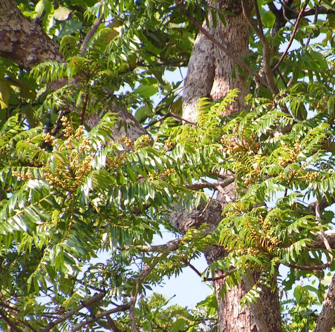 Flora of Zambia: Species information: individual images: Canarium ...