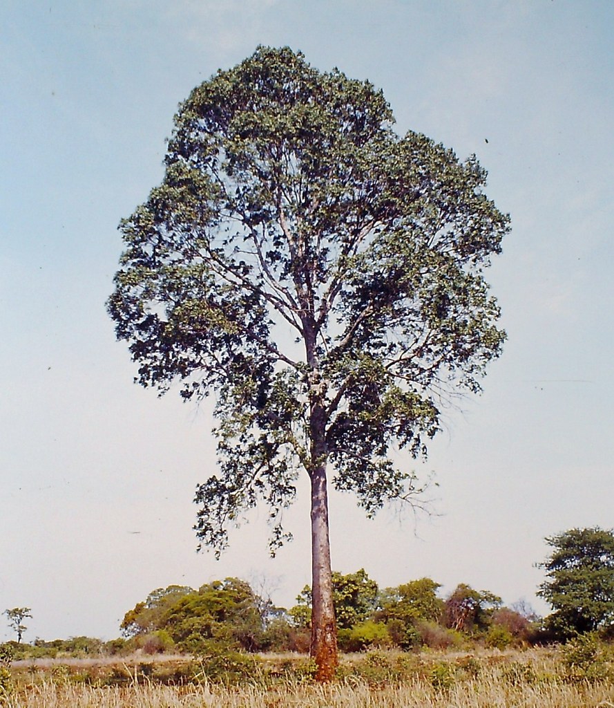 Flora of Zambia: Species information: individual images ...