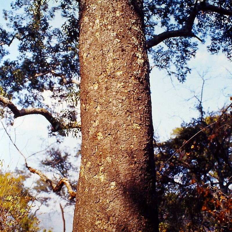 Flora of Zambia: Species information: individual images ...
