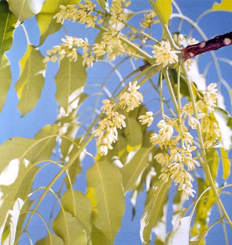 Flora of Zambia: Species information: individual images ...