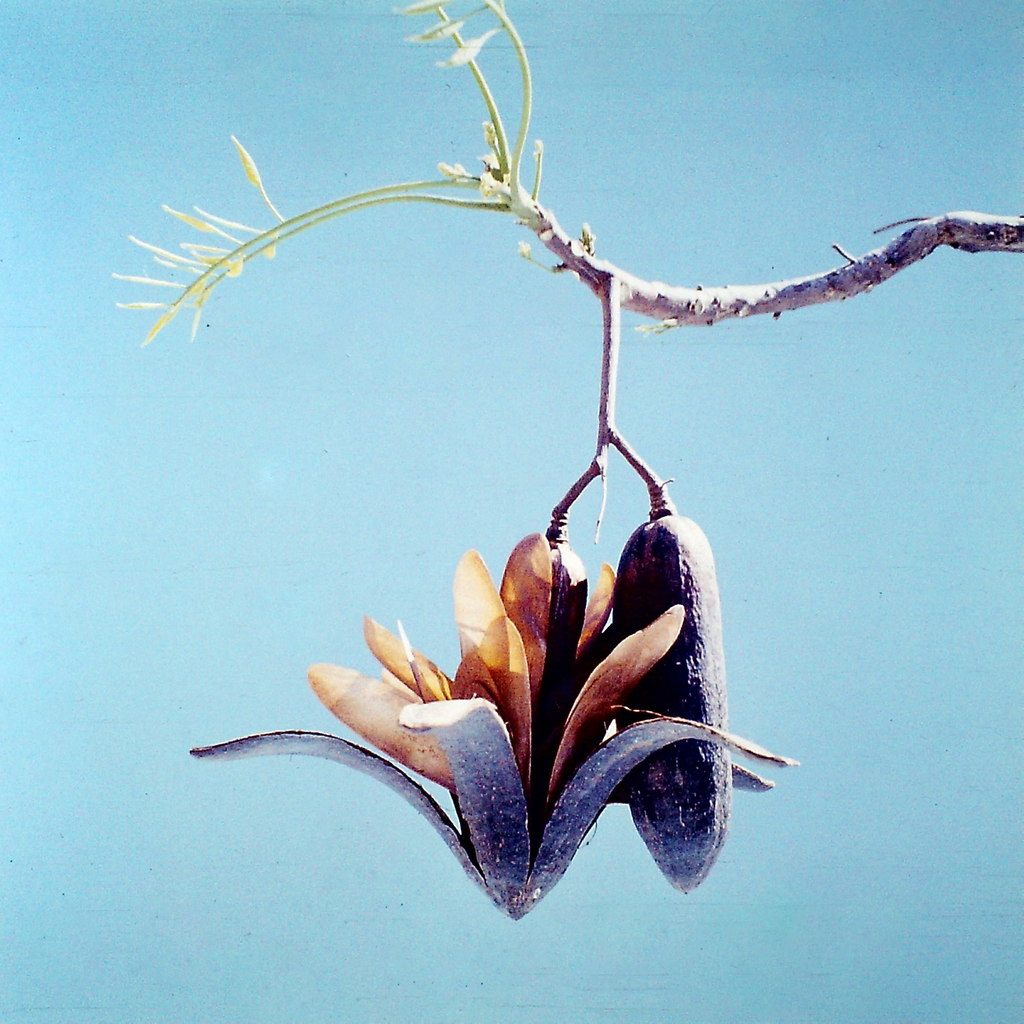 Flora of Zambia: Species information: individual images ...