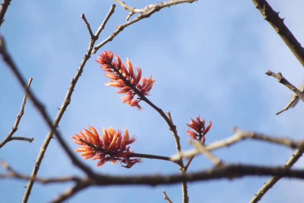 Flora of Zambia: Species information: individual images: Erythrina excelsa