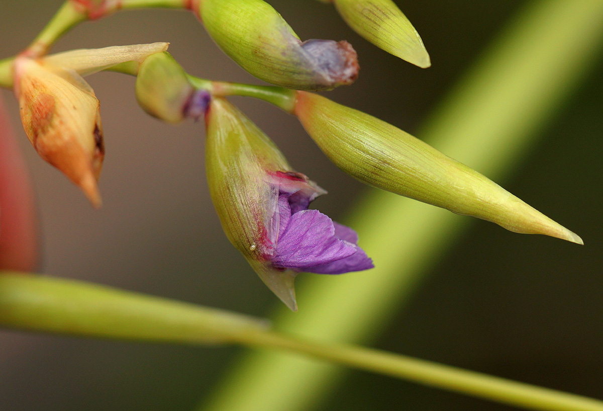 Flora of Zambia: Species information: individual images: Thalia geniculata