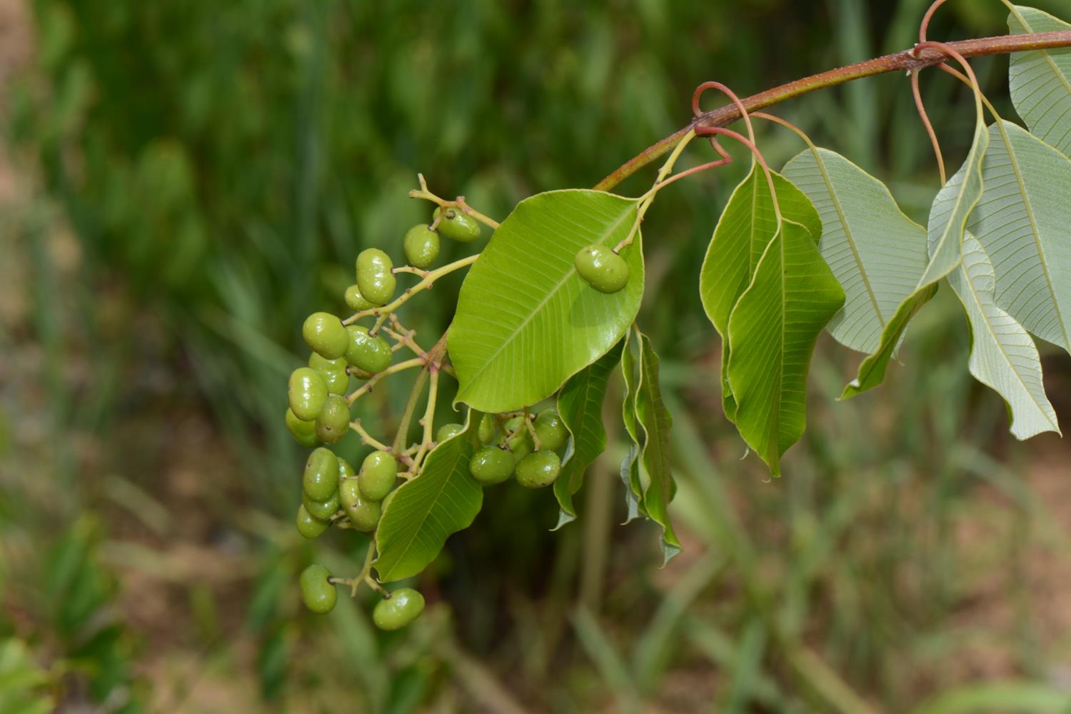 Flora of Caprivi: Species information: individual images: Ozoroa longipes