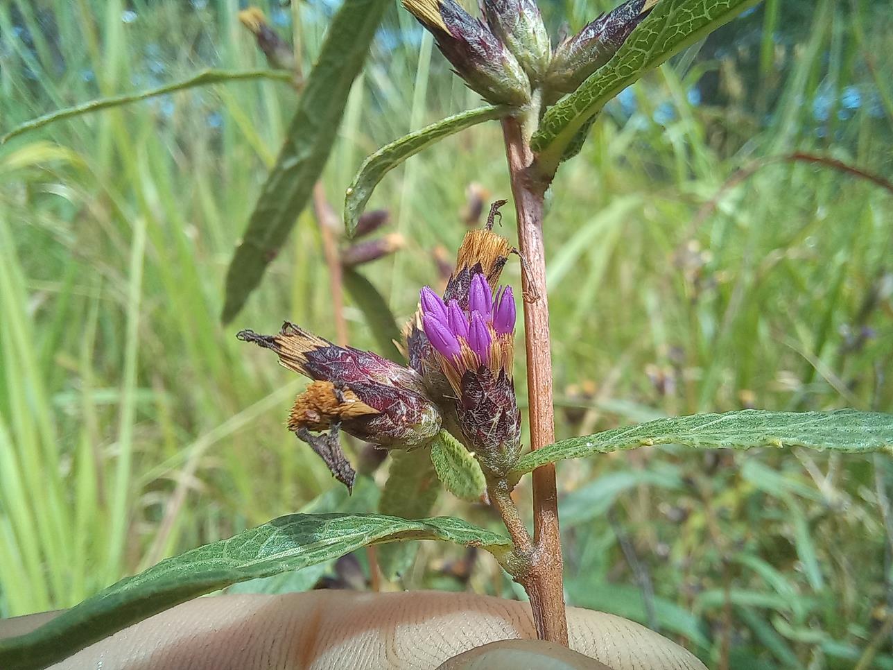Flora of Malawi: Species information: individual images: Vernonia ...