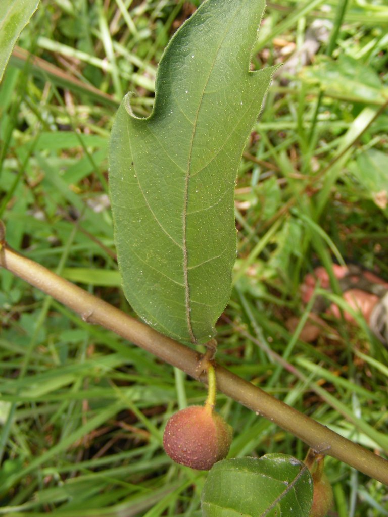Flora of Zambia: Species information: individual images: Ficus asperifolia