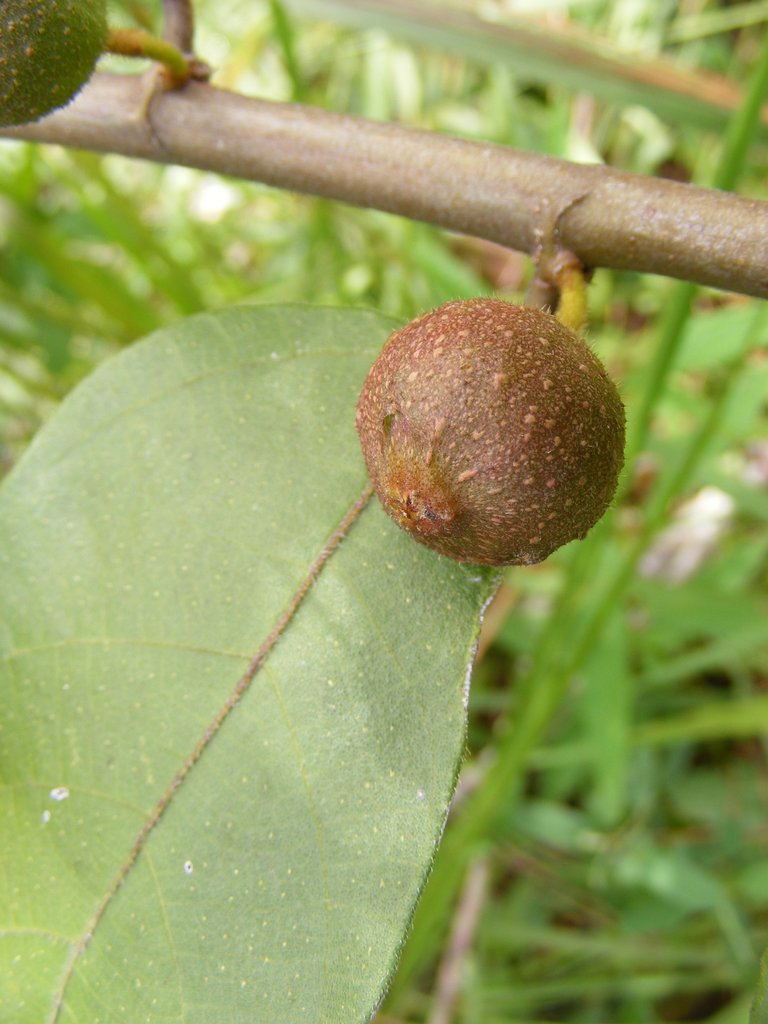 Flora of Zambia: Species information: individual images: Ficus asperifolia