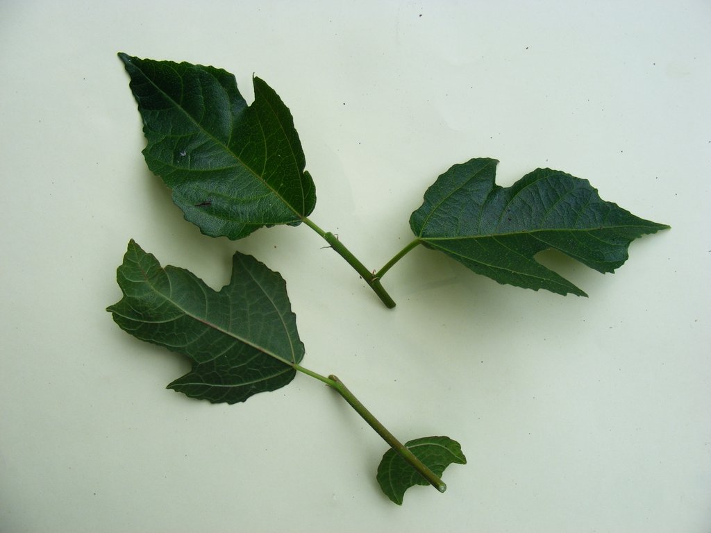 Flora of Zambia: Species information: individual images: Ficus asperifolia