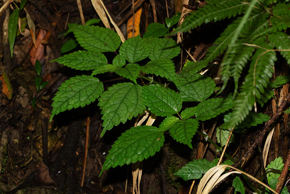 Flora of Mozambique: Species information: individual images: Pilea ...