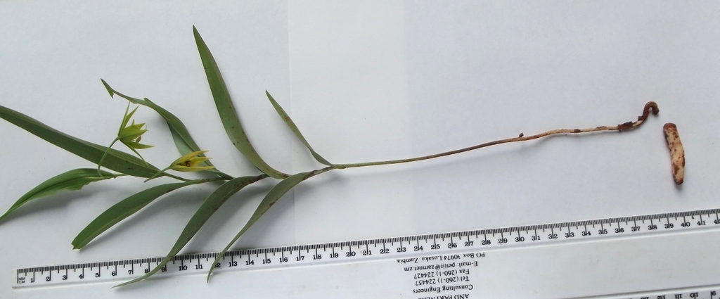 Flora of Malawi: Species information: individual images: Littonia ...