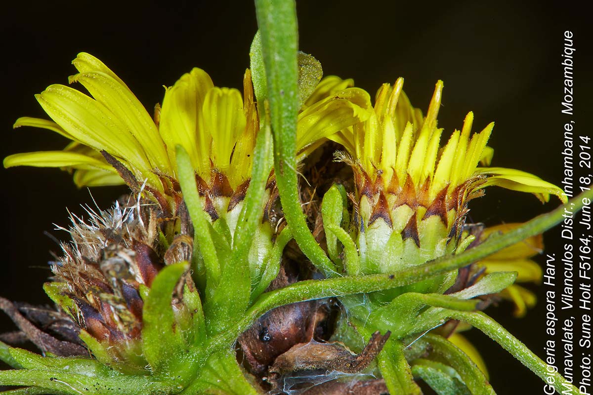 Flora of Mozambique: Species information: individual images: Geigeria ...