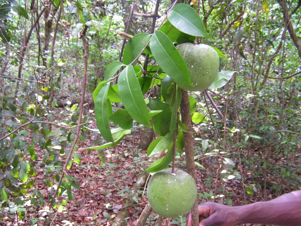 Flora of Zambia: Species information: individual images: Landolphia ...