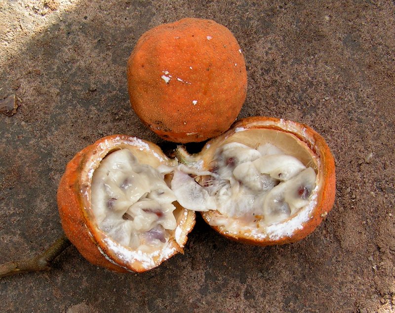 Flora of Zambia: Species information: individual images: Landolphia ...