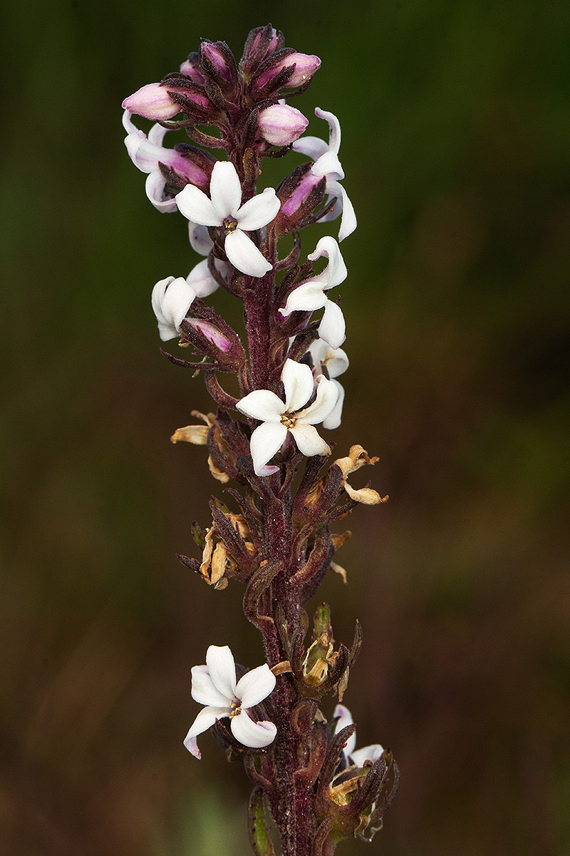 Flora of Malawi: Species information: individual images: Cyphia nyikensis