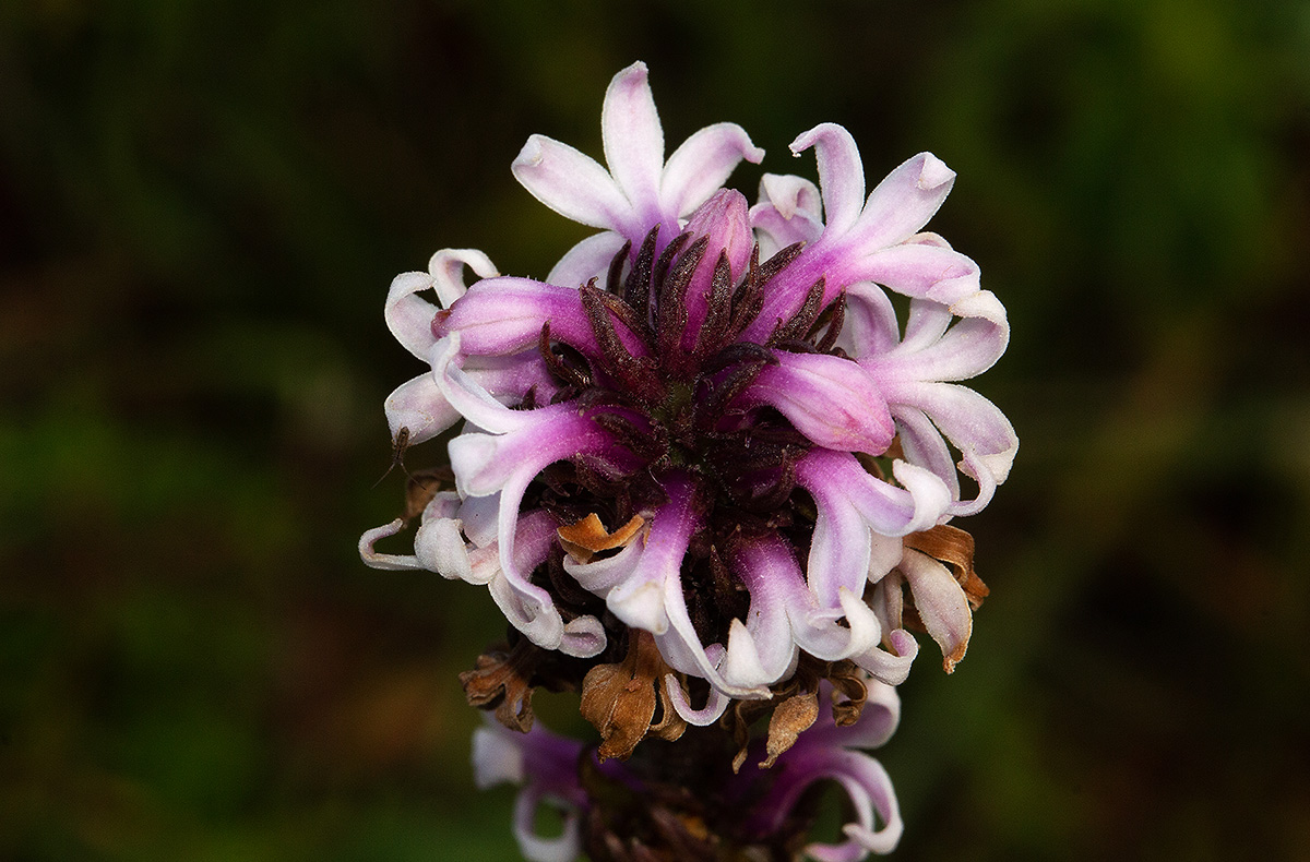 Flora of Malawi: Species information: individual images: Cyphia nyikensis