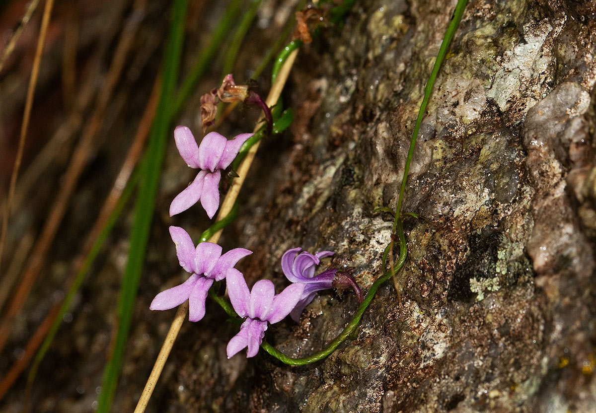 Flora of Malawi: Species information: individual images: Cyphia brachyandra