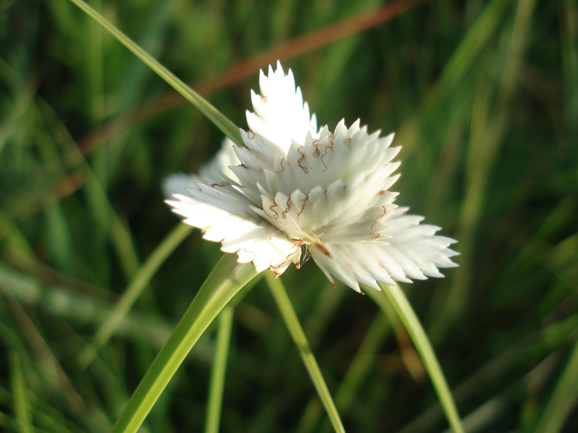 Flora of Zambia: Species information: individual images: Cyperus niveus